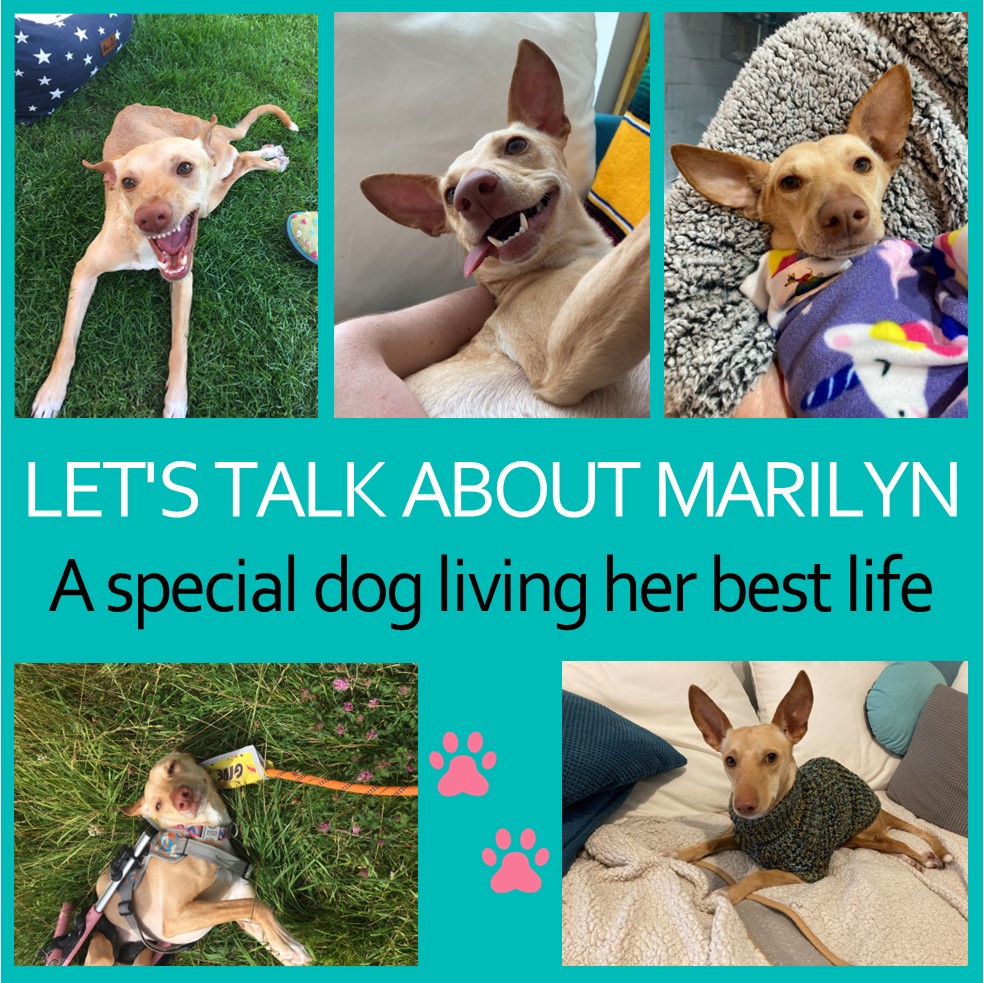 Let’s Talk About Marilyn – WOOFABILITY