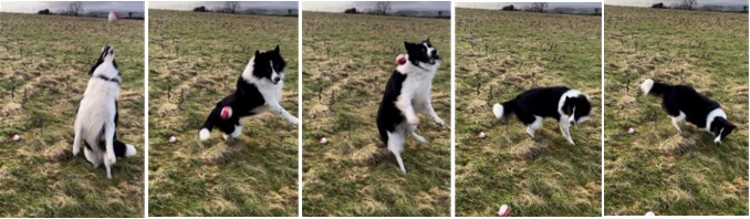 To Throw or Not to Throw? Ball Throwing Explained – WOOFABILITY