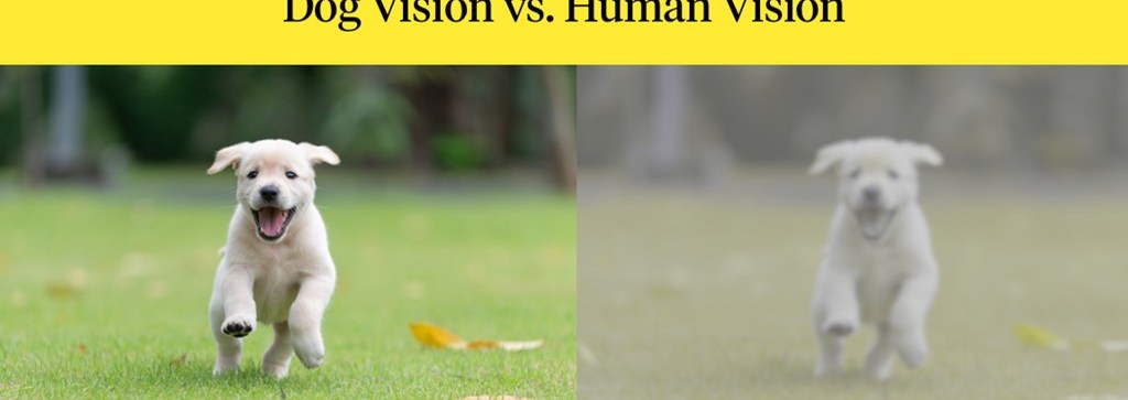 What Colours Can Dogs See? – WOOFABILITY