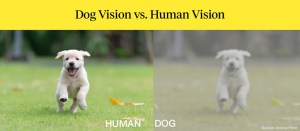 What Colours Can Dogs See? – WOOFABILITY